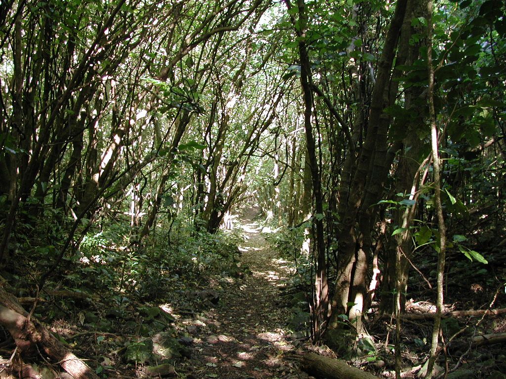 Raroa_Reserve – Pukerua Bay, New Zealand
